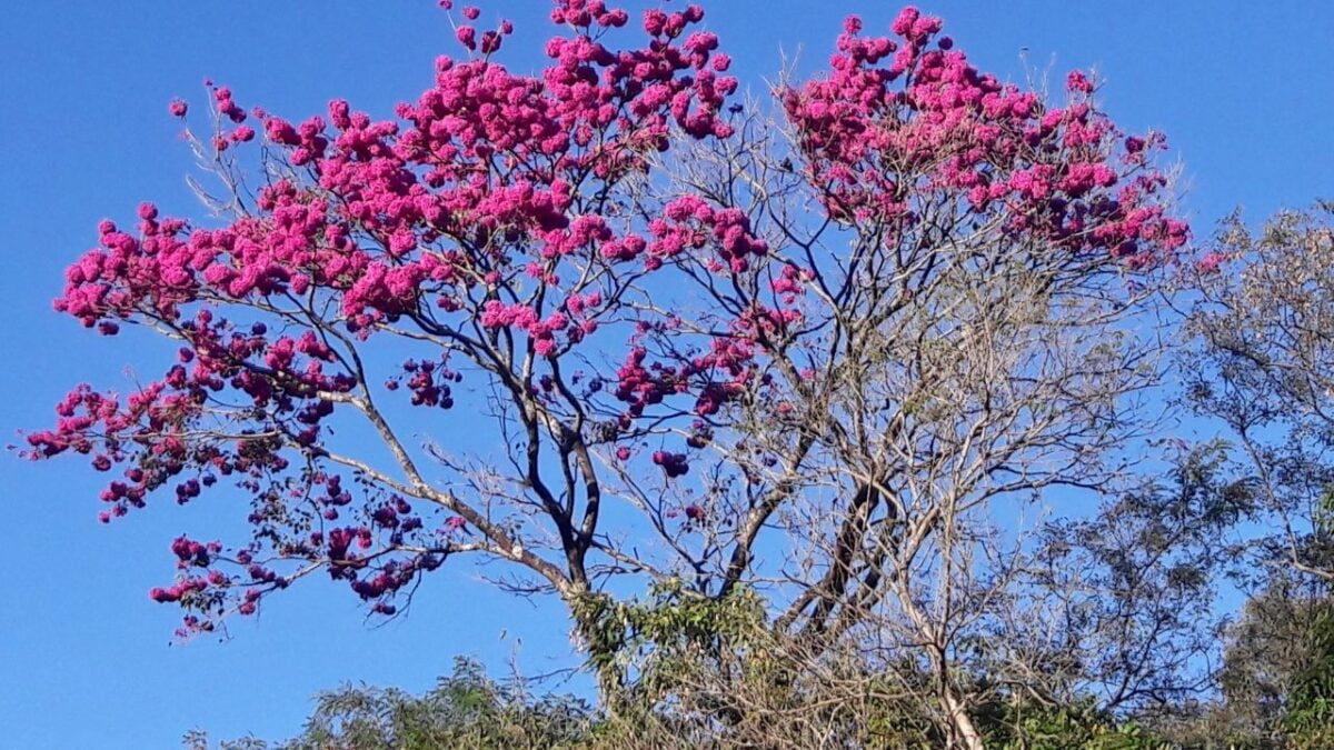 Ipê Roxo: Tudo Sobre Seus Benefícios e Suas Formas de Uso