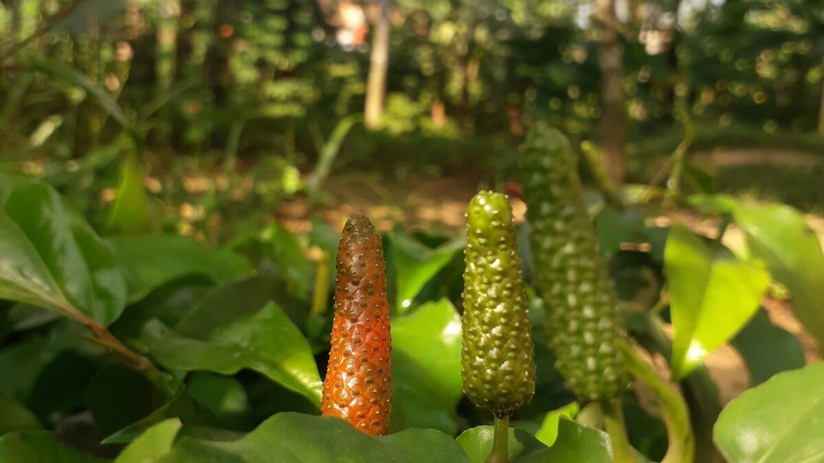 Jaborandi: O que é, Para que Serve e Como Tomar