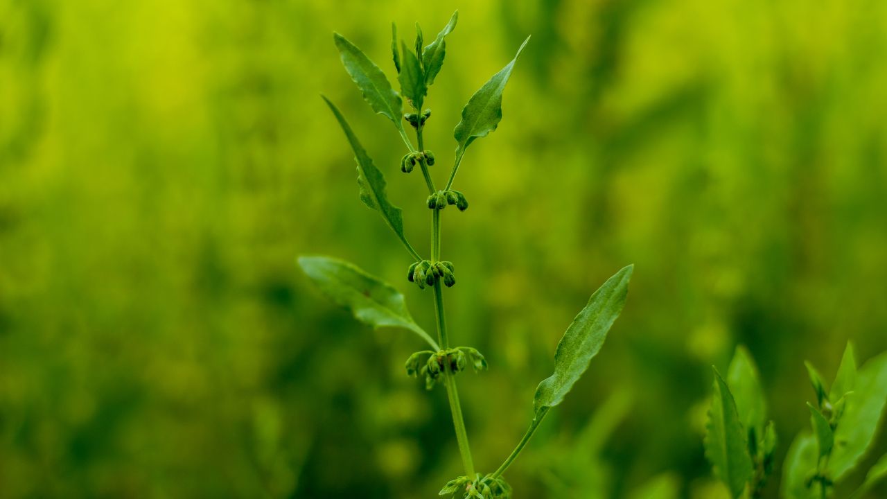 Mastruz ou Erva-Santa-Maria: Para Que Serve e Como Usar