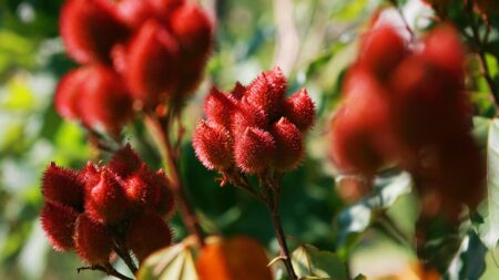Urucum: O que é, Para Que Serve e Como Fazer Uso