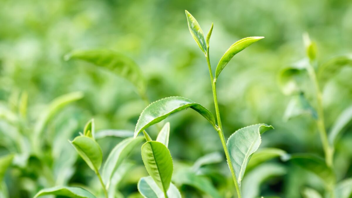 Chá Verde: O que é, Para Que Serve e Como Consumir