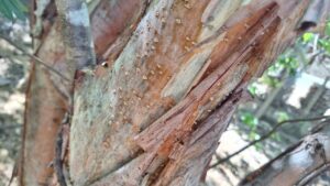 Amburana: O que é, Para Que Serve e Modo de Uso