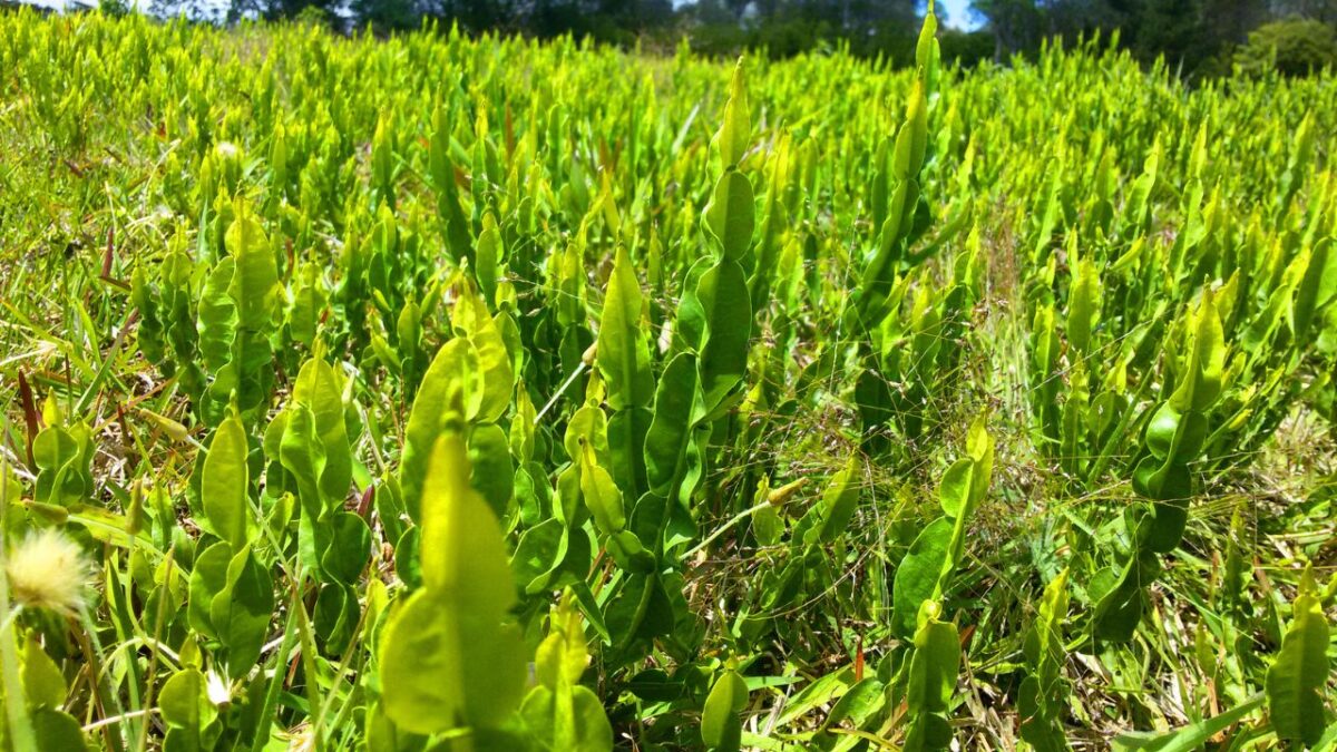 Carqueja: O que é, Para Que Serve e Como Usar