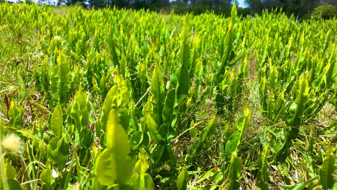 Carqueja: O que é, Para Que Serve e Como Usar