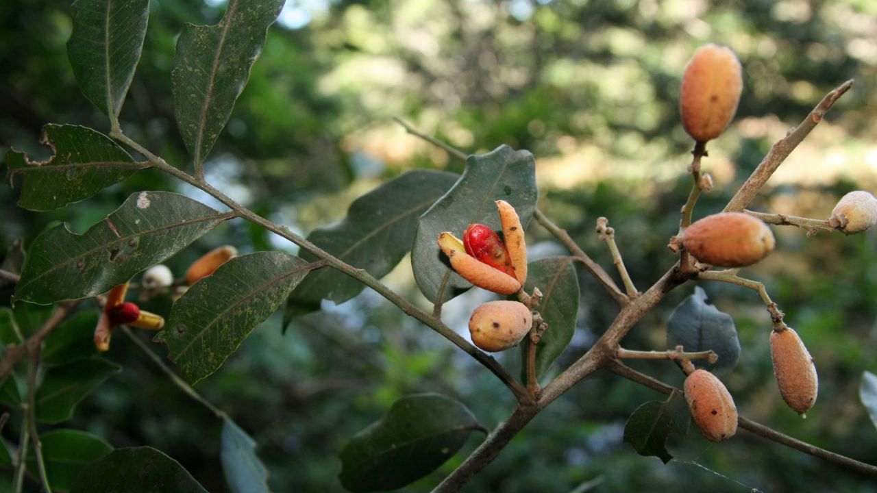 Catuaba: O que é, Para Que Serve e Como Tomar