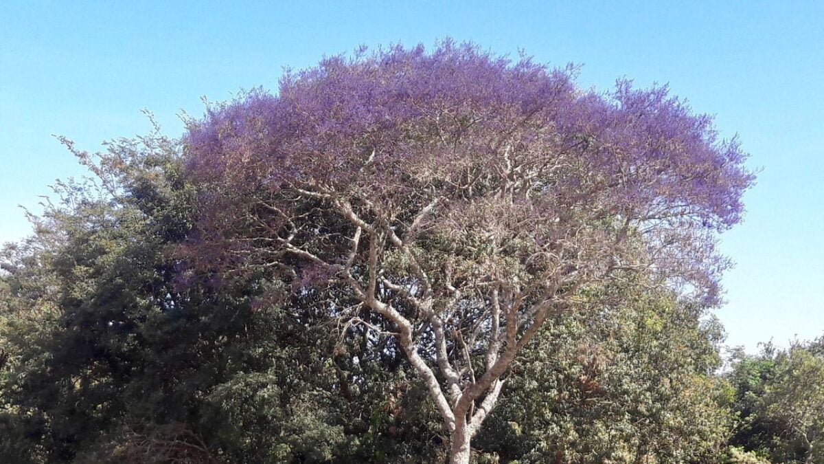 Sucupira: O que é, Para Que Serve e Como Consumir