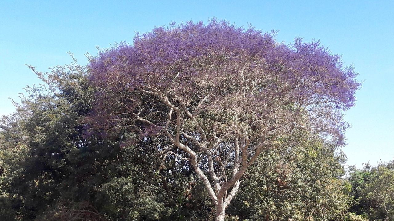 Sucupira: O que é, Para Que Serve e Como Consumir