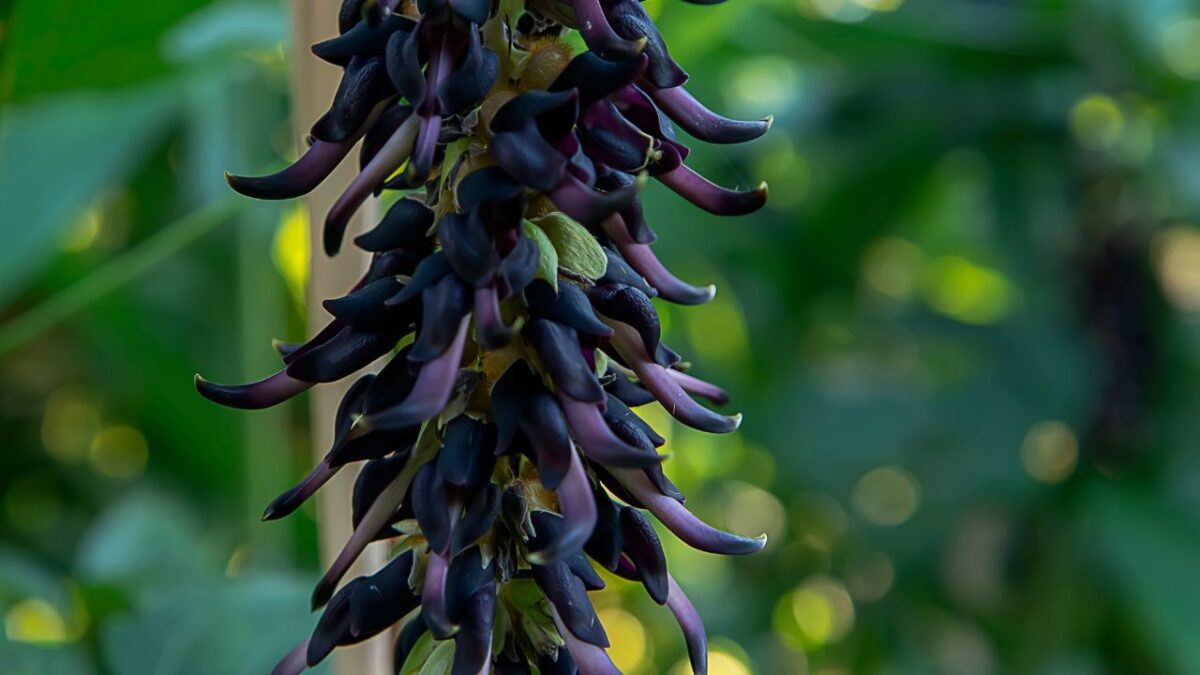 Mucuna Pruriens Efeitos Colaterais - RETOEDU
